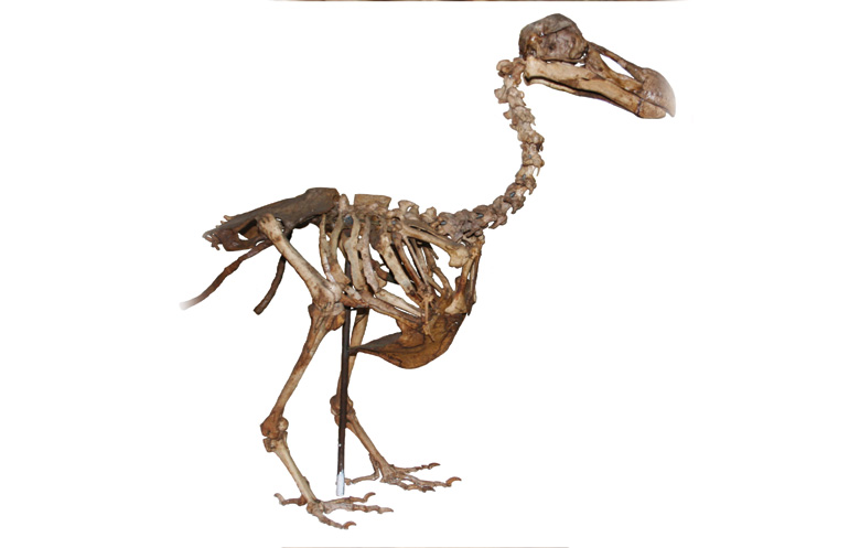 Most complete dodo specimen | غينيس للأرقام القياسية