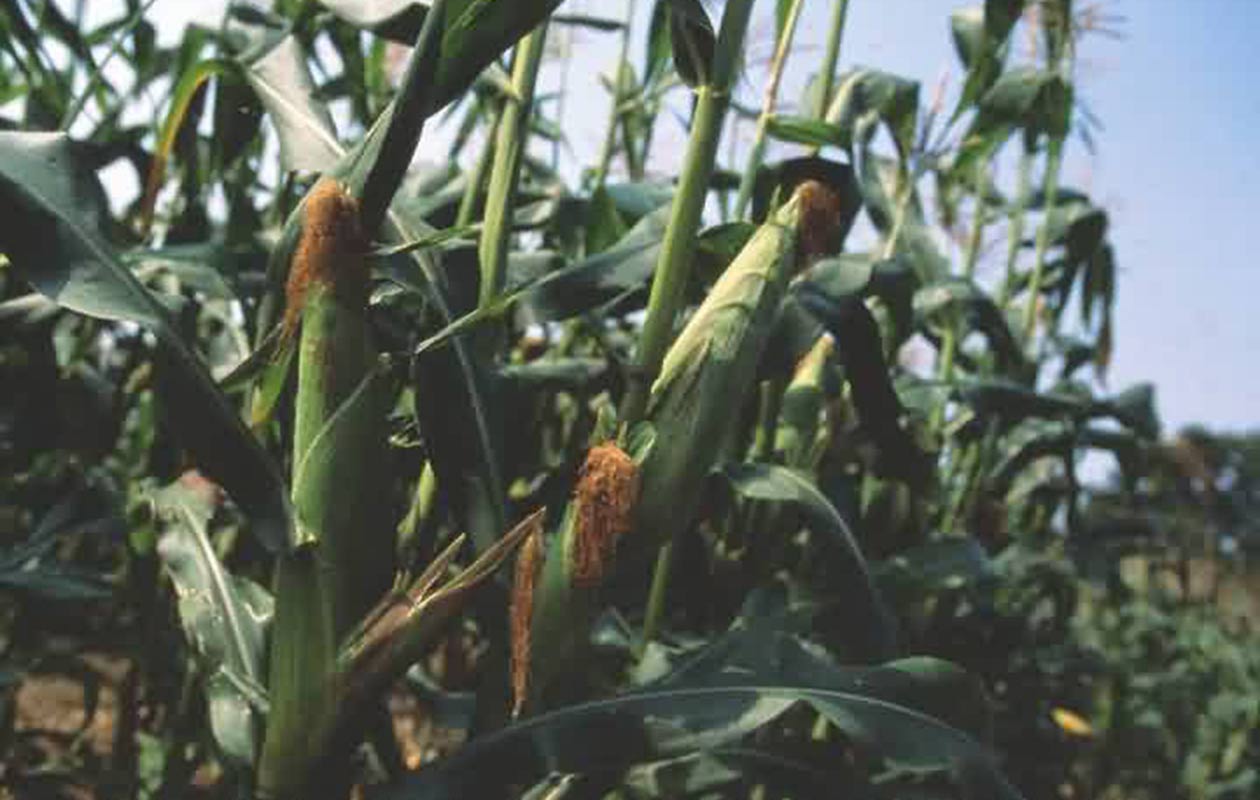 Longest corn cob | غينيس للأرقام القياسية